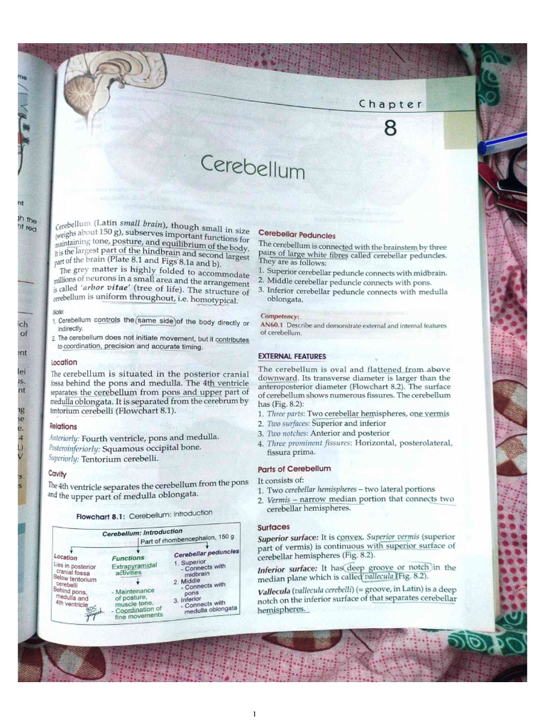 Cerebellum BDC | PDF