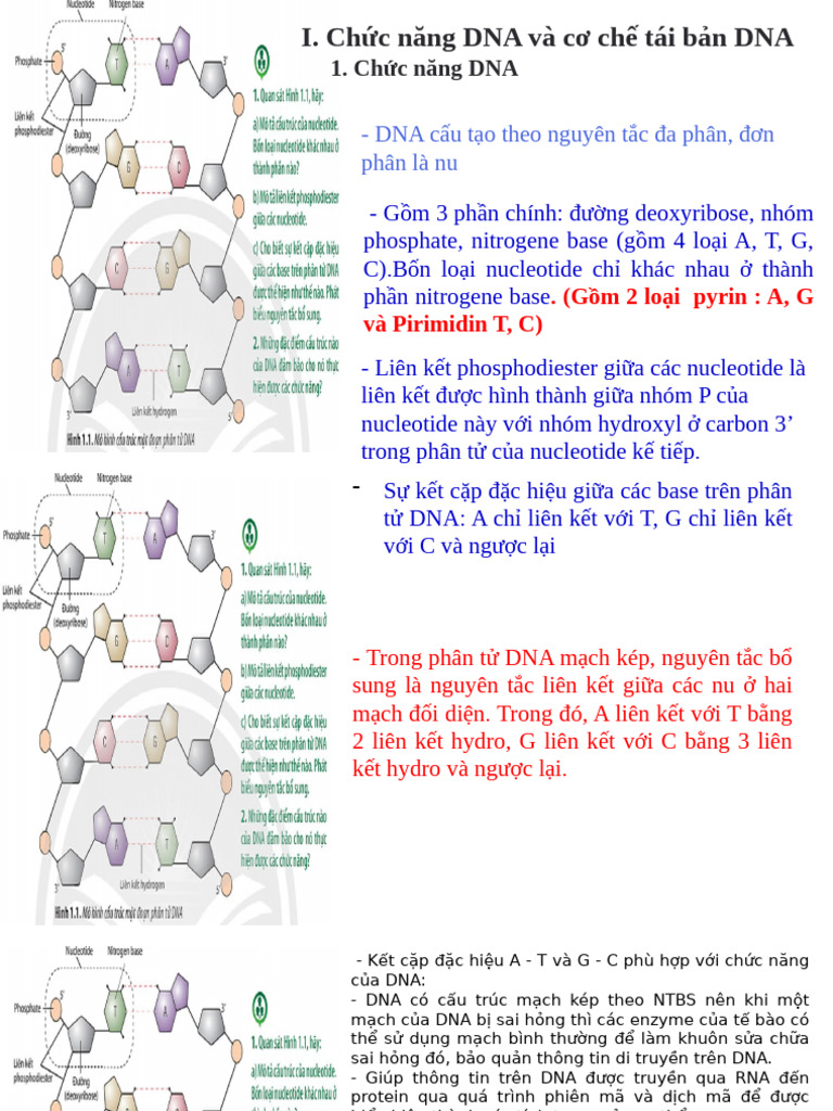 Bài 1 Chức Năng DNa Tái Bản, Phiên Mã, Dịch Mã | PDF