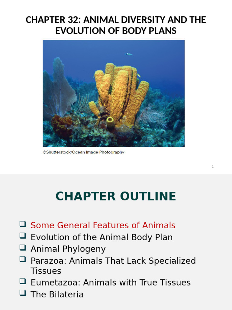Key Innovations in Animal Evolution | PDF | Sponge | Zoology