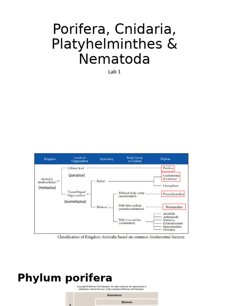 Animal Classification 1 Edited | PDF | Sponge | Nematode