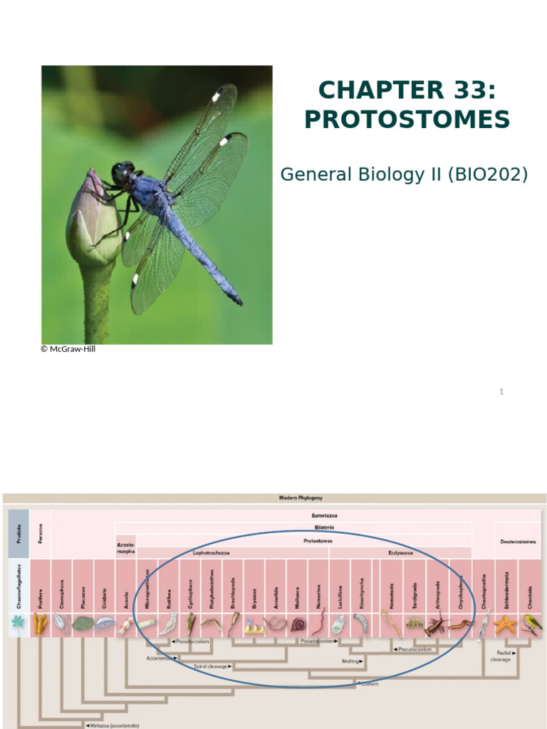 Overview of Protostome Clades | PDF | Mollusca | Nematode