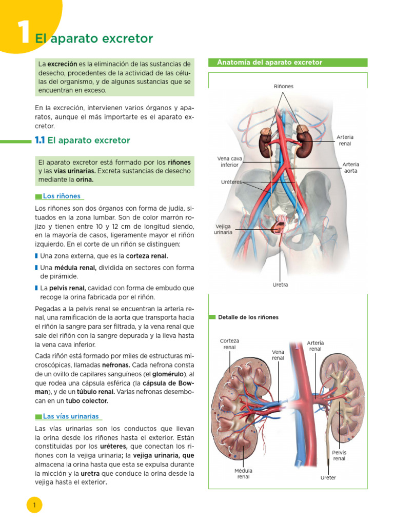 01 Aparato Excretor | PDF | Riñón | Sistema urinario