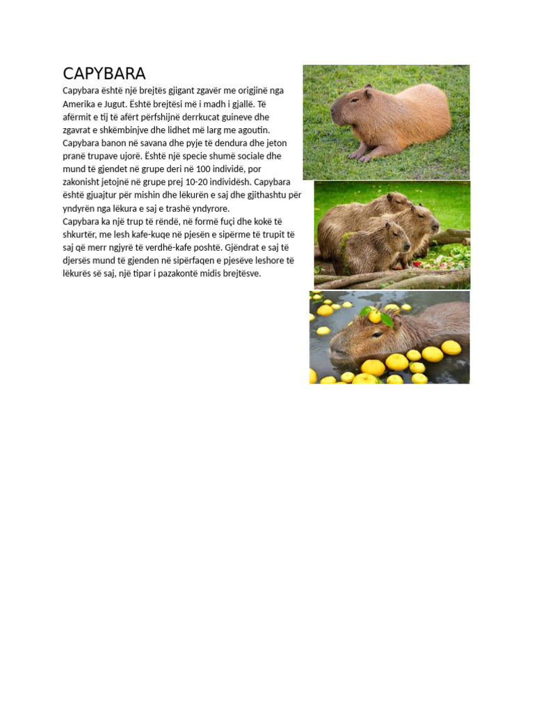 CAPYBARA | PDF