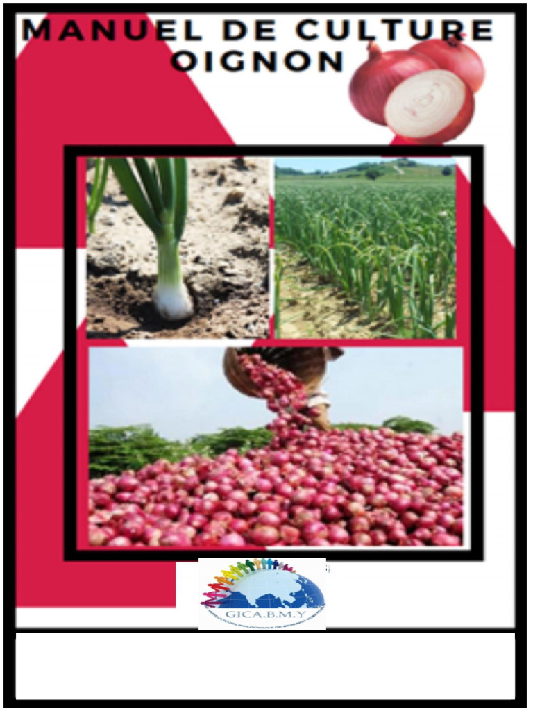 Production de l'Oignon : Guide Pratique | PDF | Maïs | Matière fécale
