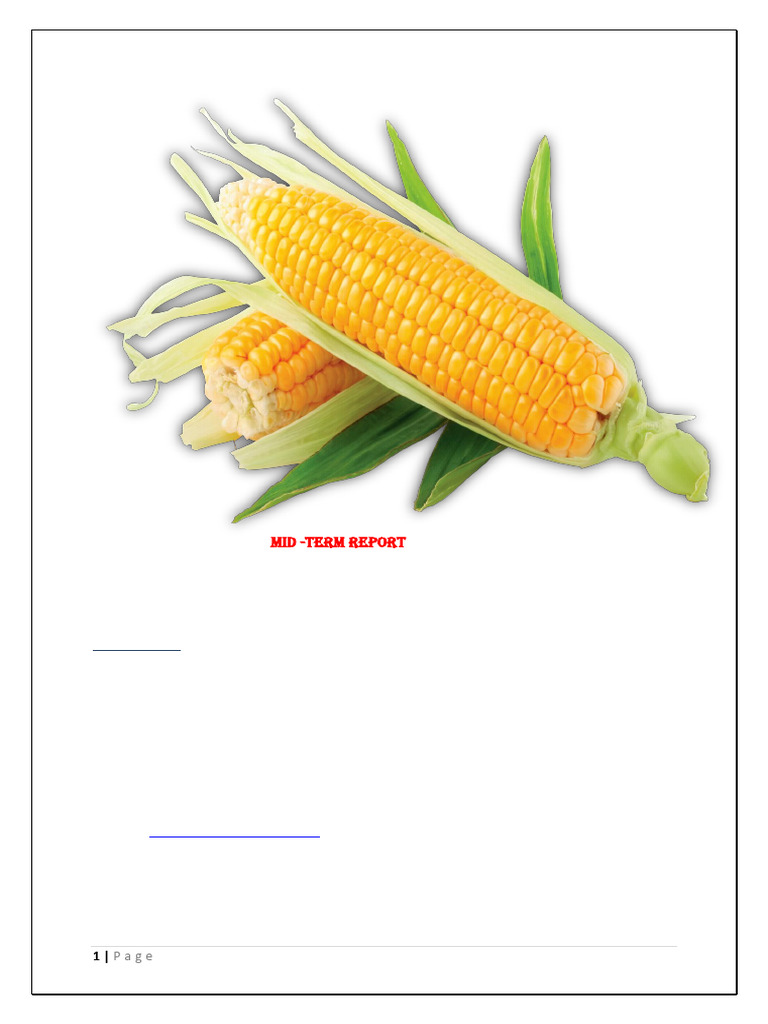 Mid Term Report PDF - Doc - 0 | PDF | Maize | Cereals