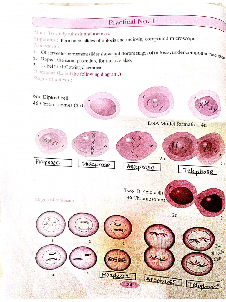 10 Th Science -2 Practical Book | PDF