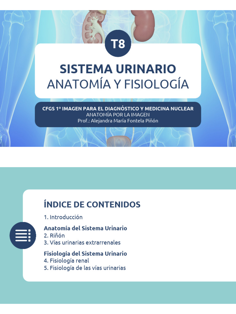 I - Presentación T8 AI - Anatomía y Fisiología | PDF | Riñón | Sistema urinario