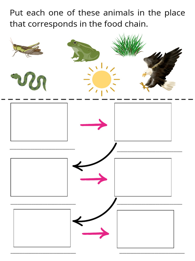 Put Each One of These Animals in The Place That Corresponds in The Food ...