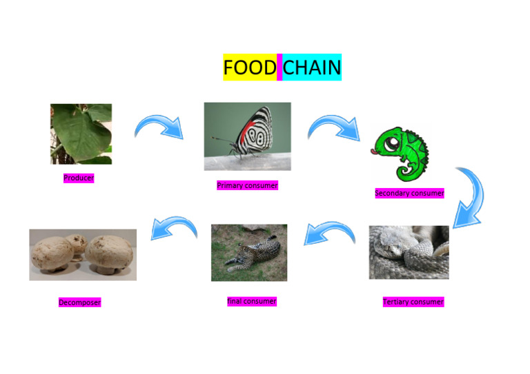 Food Chain | PDF