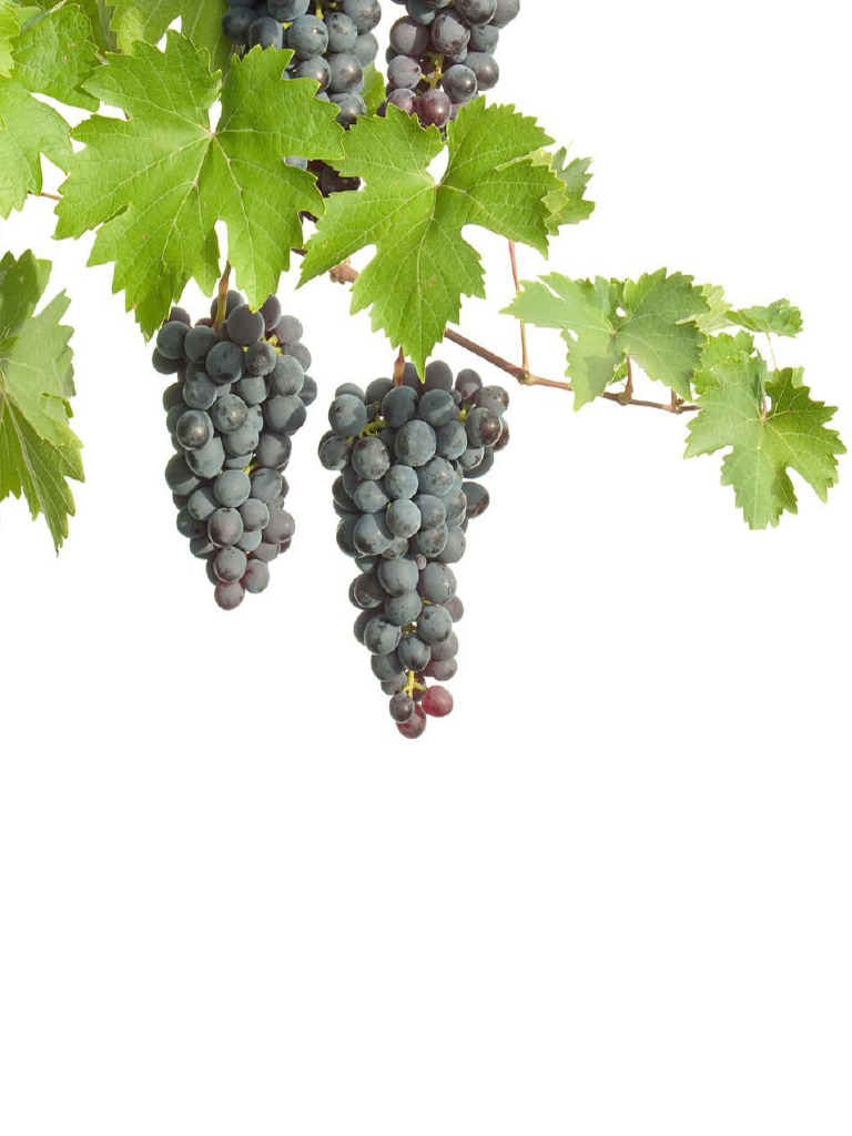 Grapes | PDF