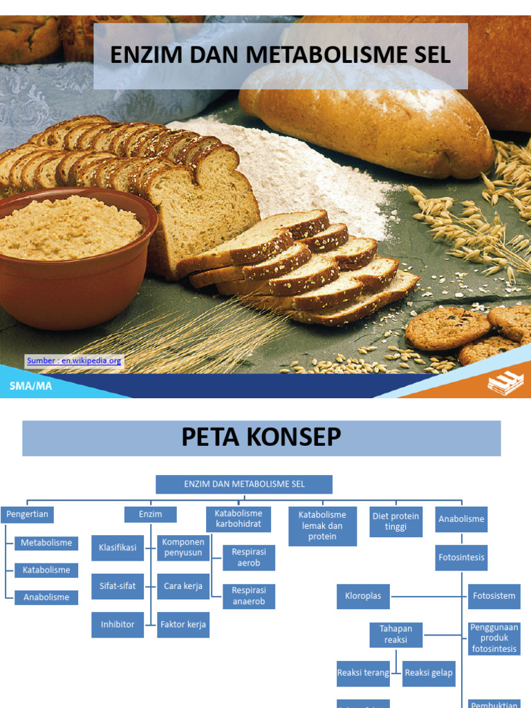 Enzim Dan Metabolisme | PDF
