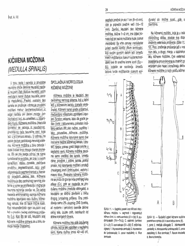 Kicmena Mozdina | PDF
