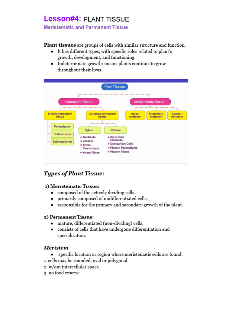 Plant Tissue Types and Functions | PDF | Tissue (Biology) | Plant Stem