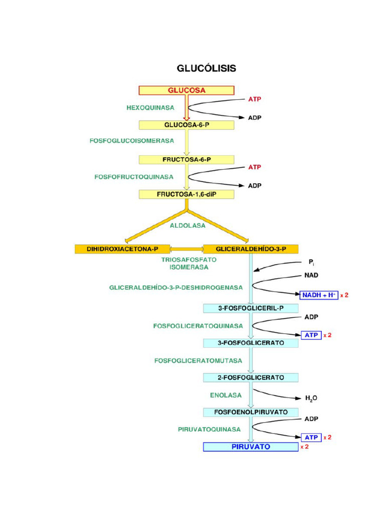 Esquema Glucólisis, Ciclo de Krebs y Cadena de Transporte de Electrones | PDF