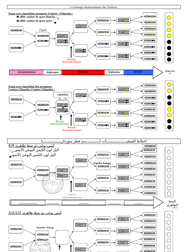 Sordaria Brass | PDF
