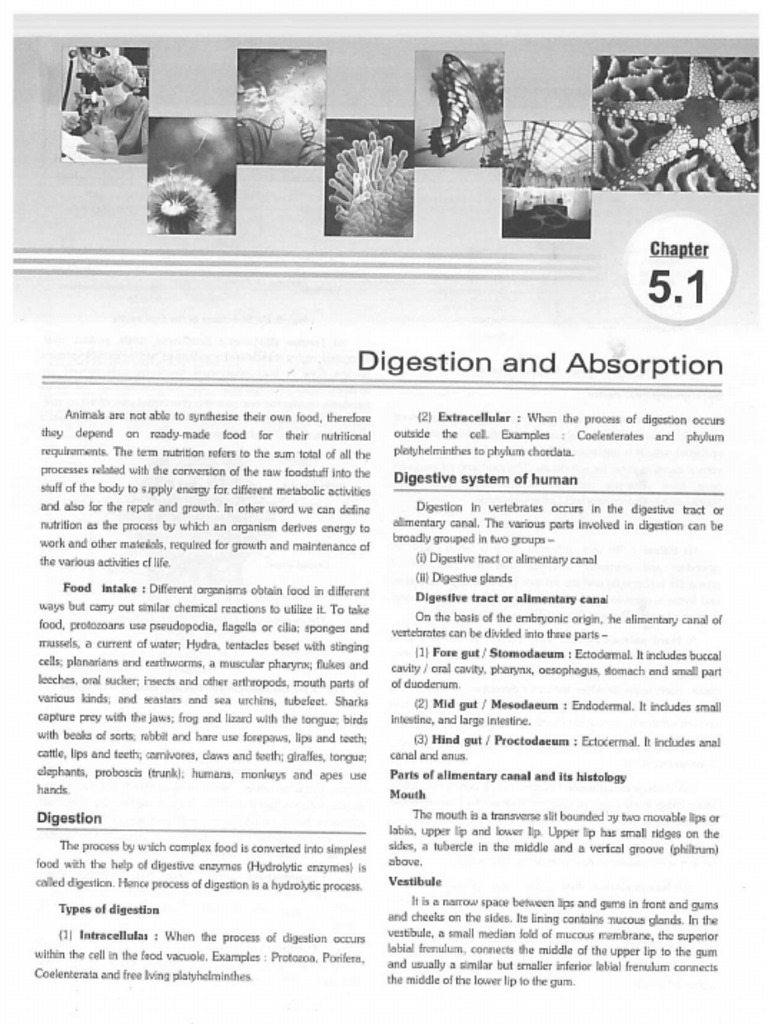 Digestion and Absorption | PDF