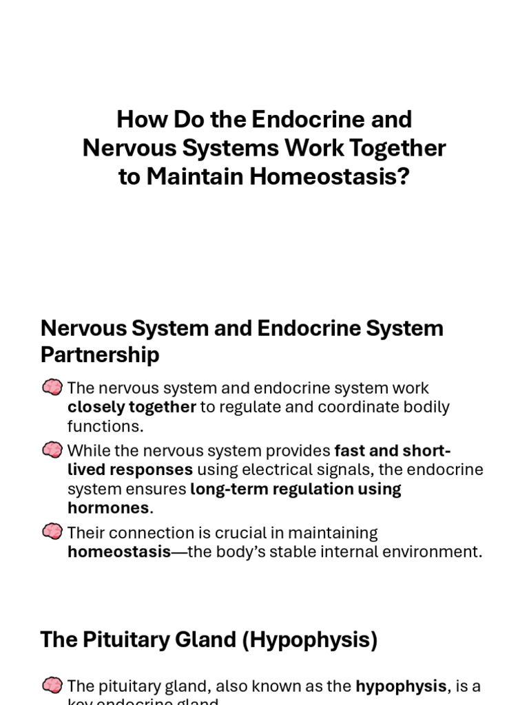 Hypothalamus: Endocrine Control Center | PDF | Endocrine System ...