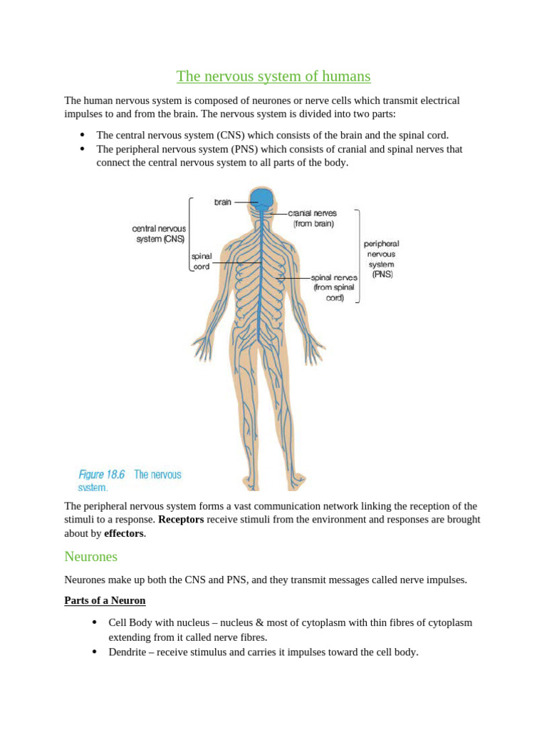 The Nervous System Notes | PDF | Axon | Neuron