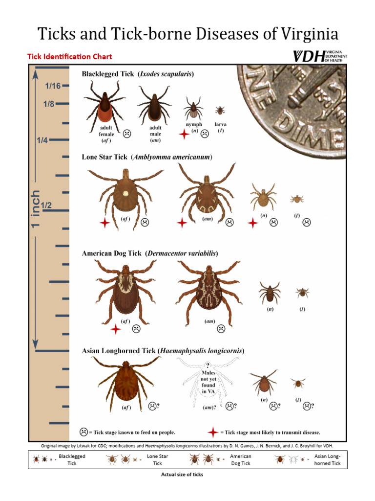 Tick Borne Disease in Virginia Flyer 8.5 X 11 Format For Website | PDF ...