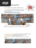 Anatomia da Laringe: Estruturas e Funções | PDF | Laringe | Anatomia humana