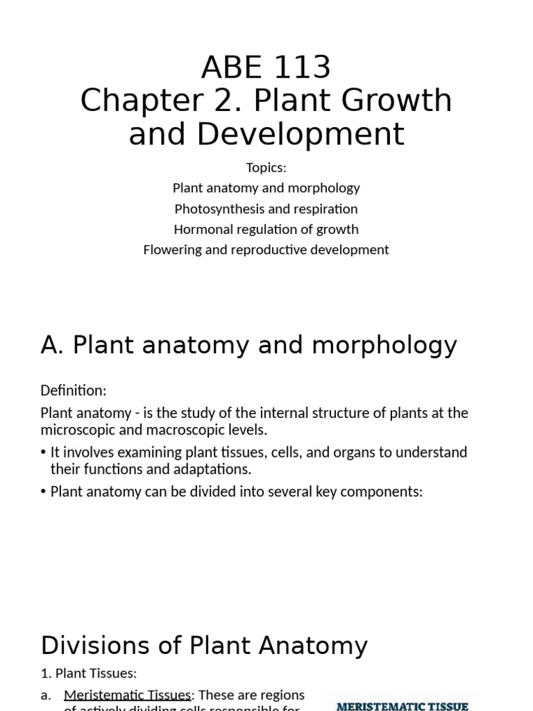 ABE 113 Chapter 2 Plant Anatomy and Morphology | PDF | Cellular Respiration | Photosynthesis