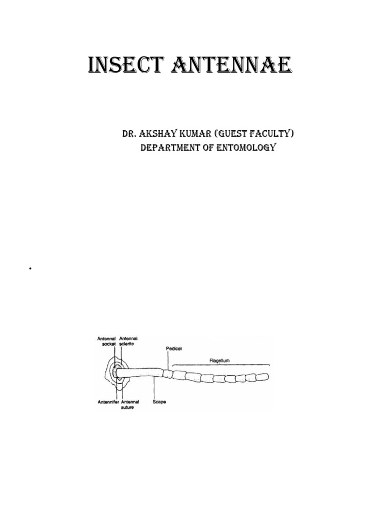 Insect-Antennae Akshay Kumar | PDF