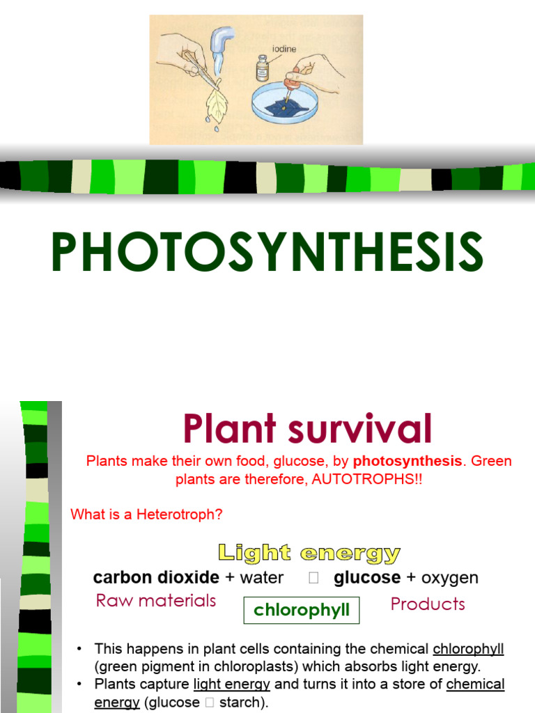 Grade 10 - Photosynthesis 2020 | PDF | Photosynthesis | Chloroplast