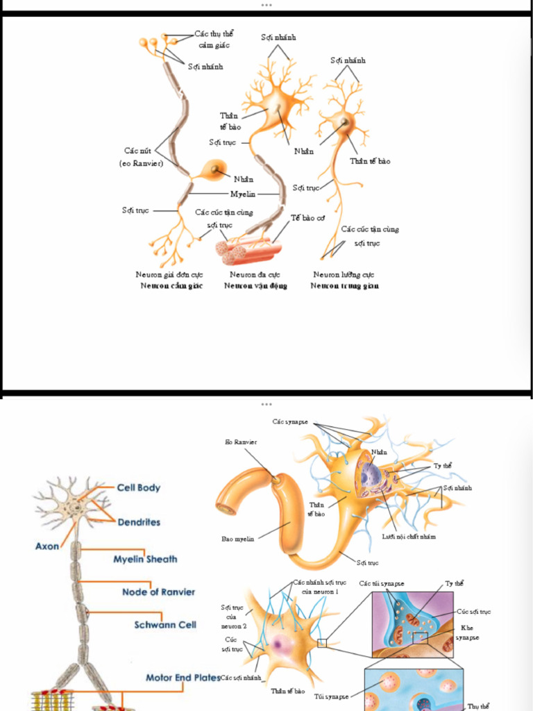 Mô Thần Kinh (Neuron) | PDF
