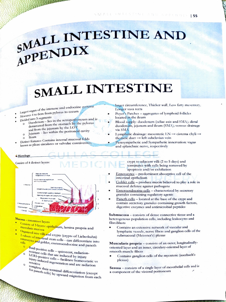 Surgery WB- Small Intestine & Appendix | PDF | Digestion | Small Intestine