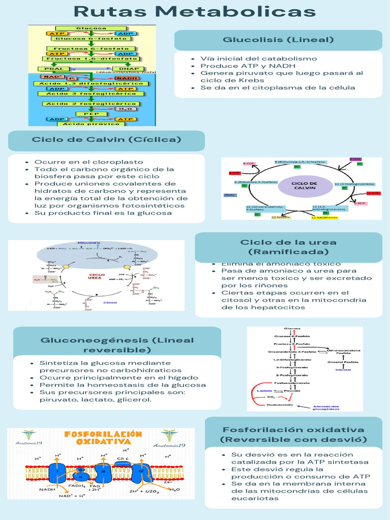 Rutas Metabólicas | PDF
