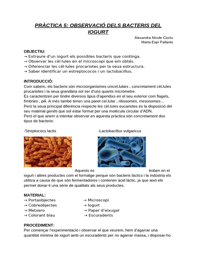 Pràctica 5 - Observació Dels Bacteris Del Iogurt | PDF