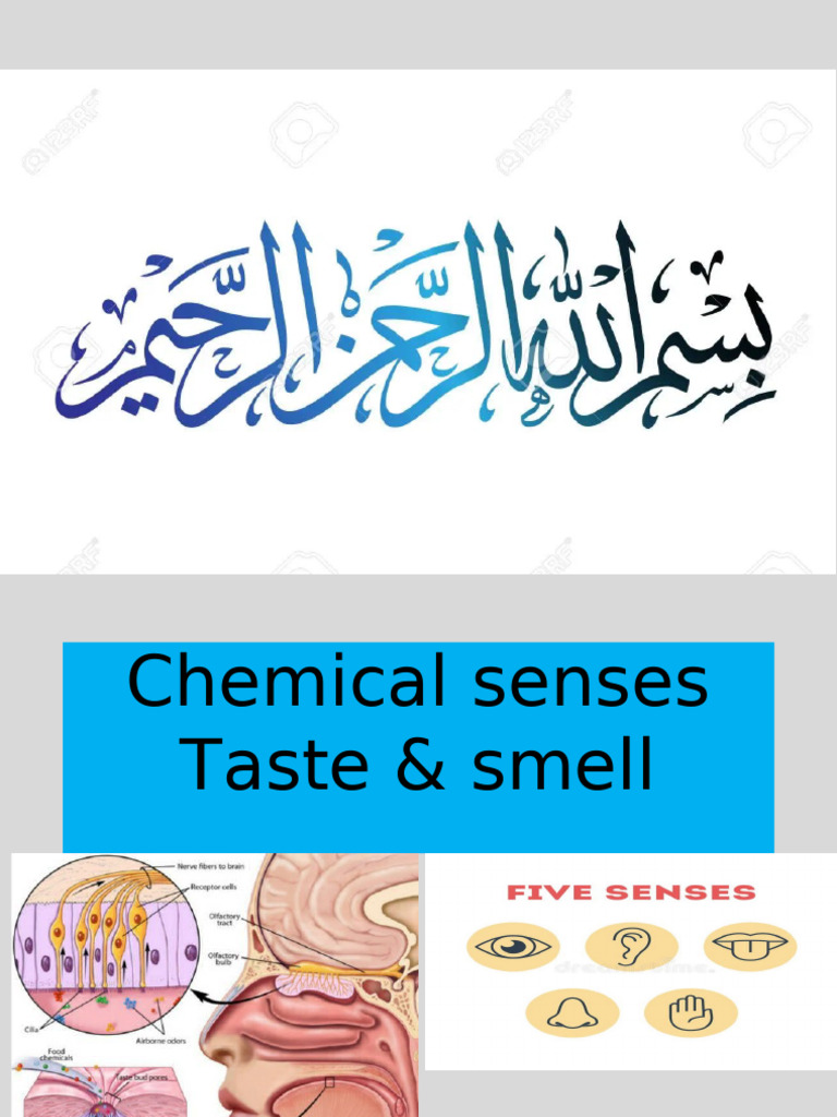 Taste Receptors and Buds Explained | PDF | Taste | Senses