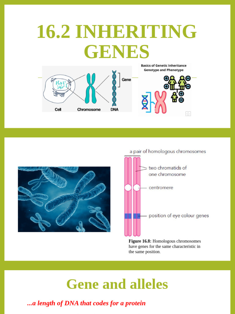 16.2 Inheriting Genes | PDF | Dominance (Genetics) | Allele