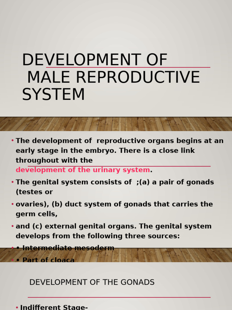 Male Reproductive System Development | PDF | Testicle | Reproduction