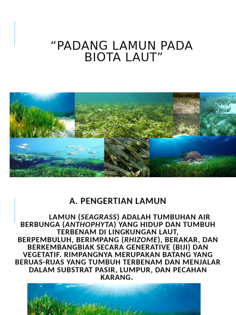 Padang Lamun | PDF