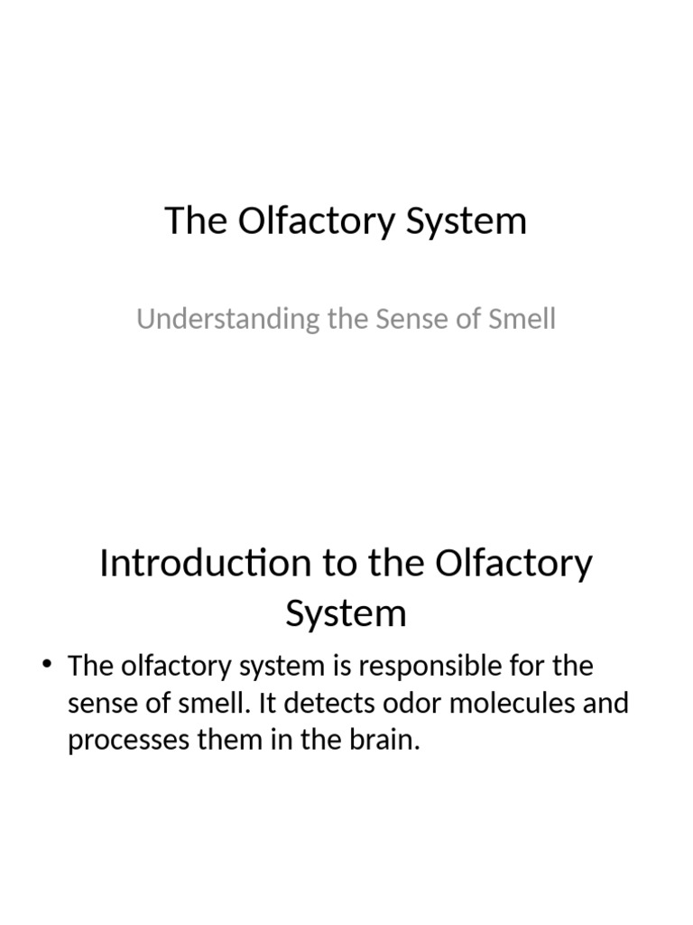 Olfactory System Presentation | PDF