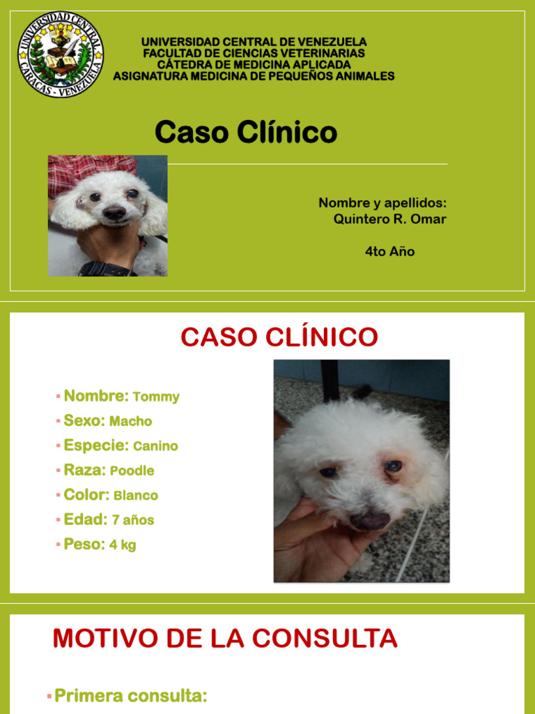 Uveítis en Perros: Diagnóstico y Tratamiento | PDF | Medicina ...