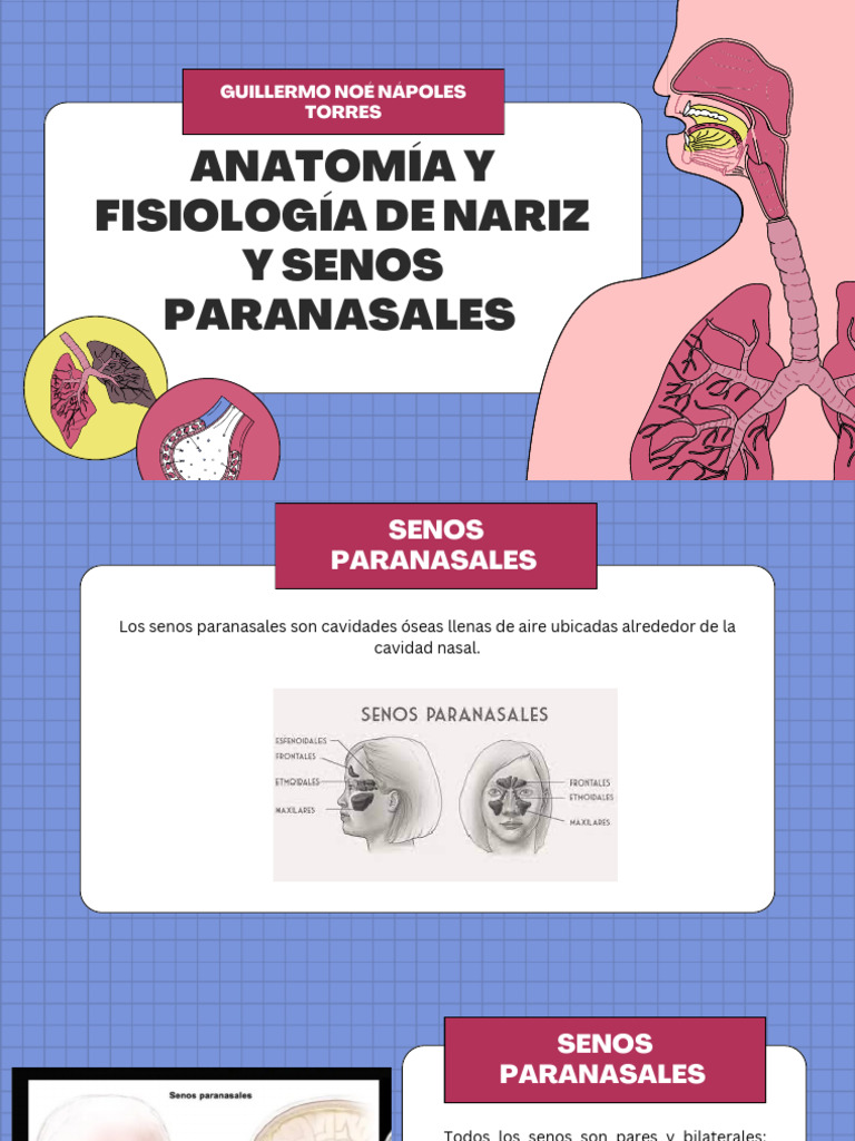 Anatomía y Fisiología de Nariz y Senos Paranasales | PDF | Nariz humana | Otorrinolaringología