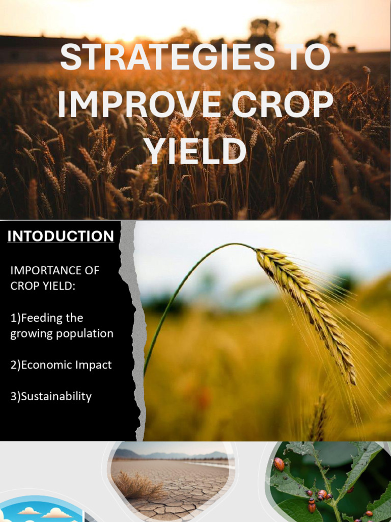 Improvement in Crop Yield | PDF