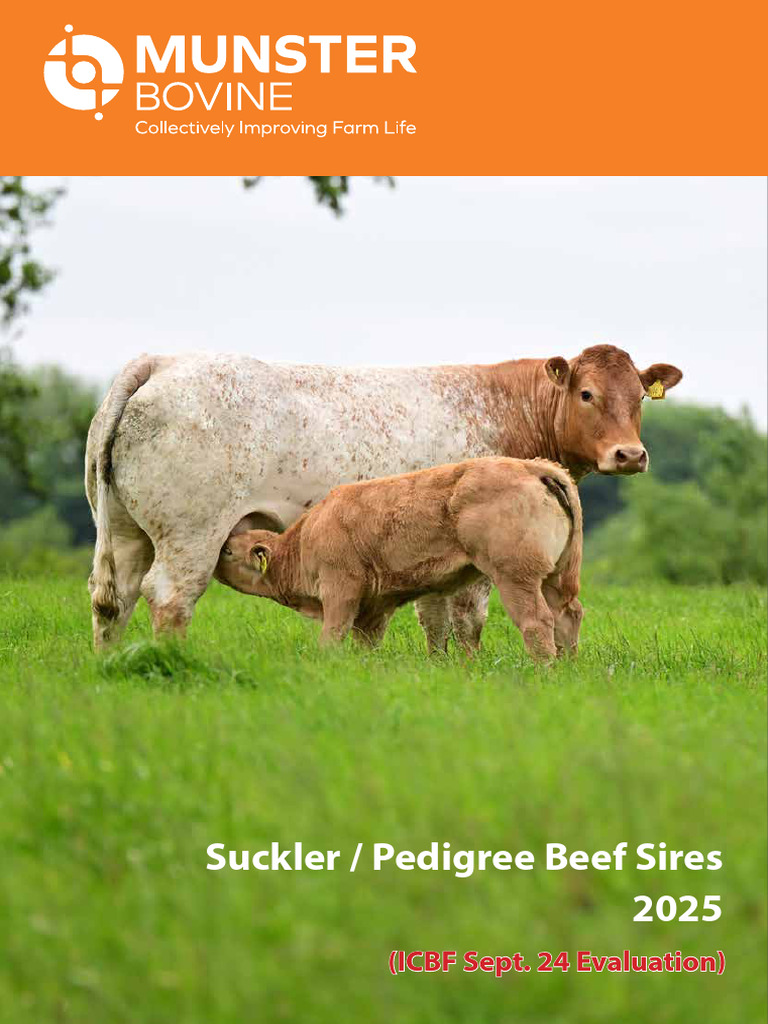 Suckler 2025 Munster Bovine | PDF | Dairy Cattle | Cattle
