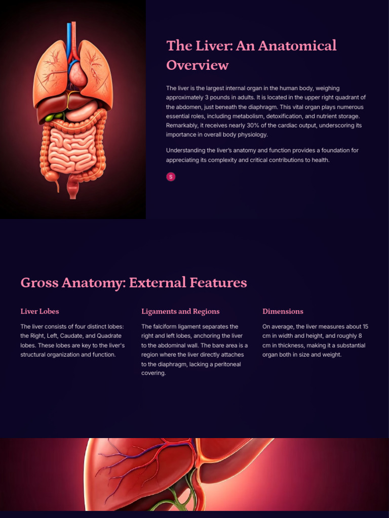 The-Liver-An-Anatomical-Overview | PDF | Liver | Bile