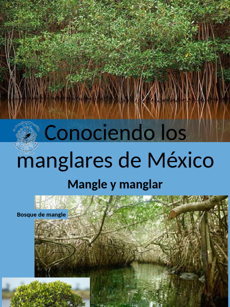 Conociendo Los Manglares de México_SBM_24B | PDF | Mangle | Plantas
