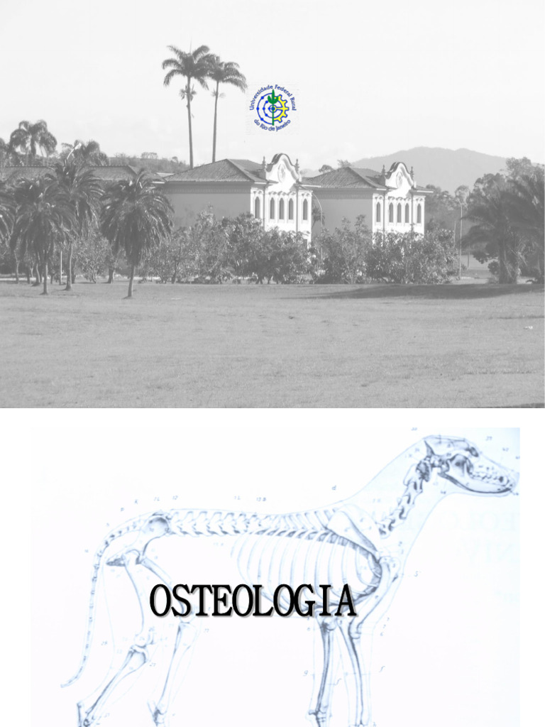 Fundamentos da Osteologia Geral | PDF | Osso | Anatomia