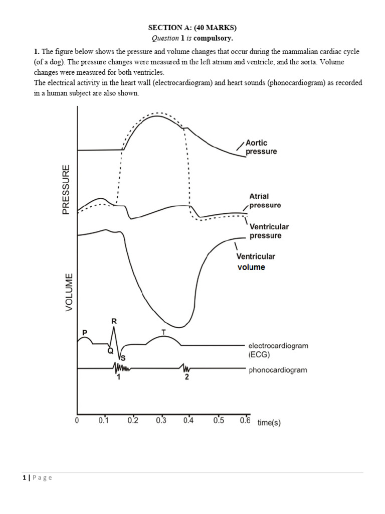 Ksss s.6 Bio p2 E.O.T Guide-1 | PDF | Ventricle (Heart) | Heart Valve