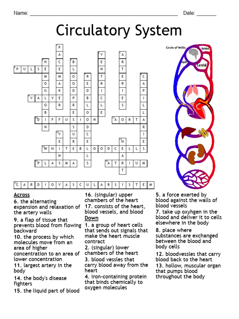 Circulatory System Answer Key | PDF | Blood | Heart