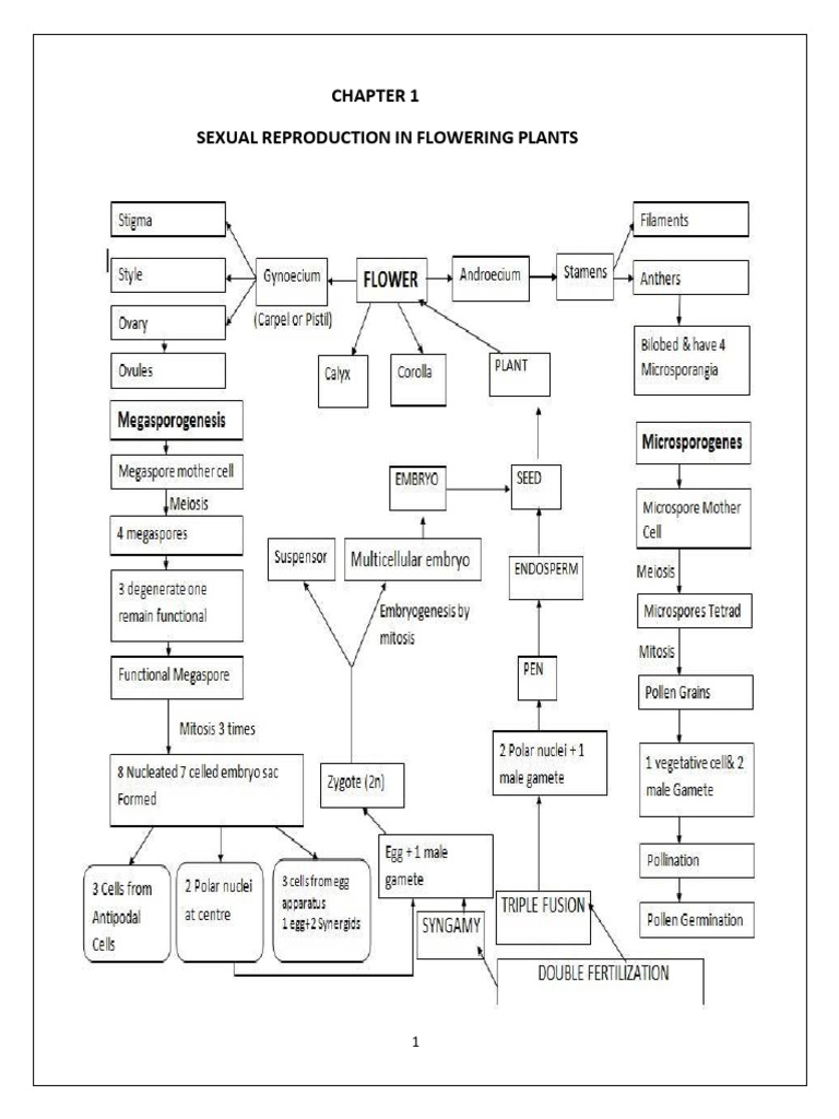 Zarbara: Cultural Significance in Botany | PDF | Seed | Flowers