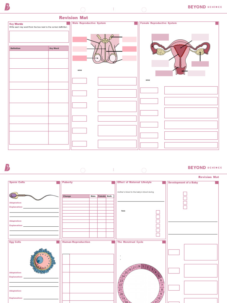 Human Reproduction Study Guide | PDF | Reproductive System | Menstrual ...