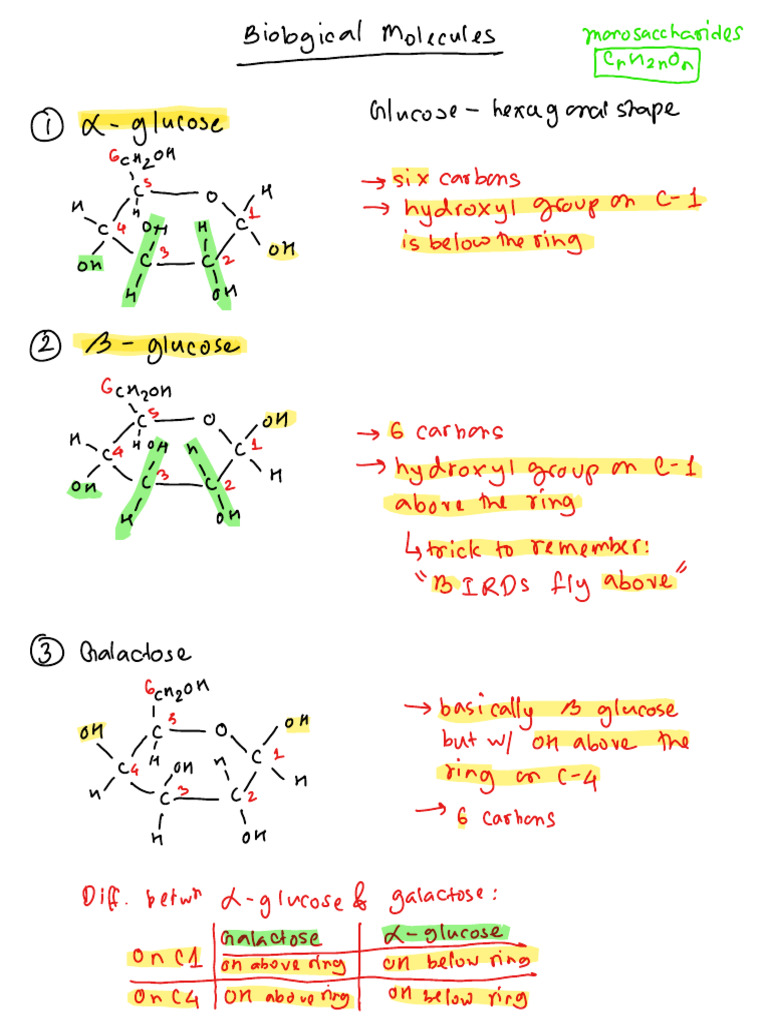 Biological Molecules Diagrams | PDF