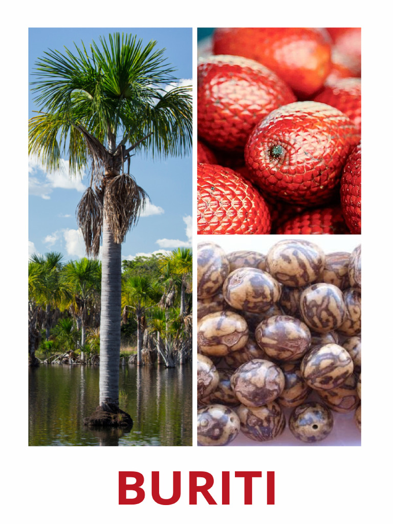 Buriti | PDF