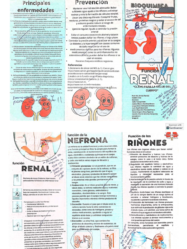 Tríptico Función Renal | PDF
